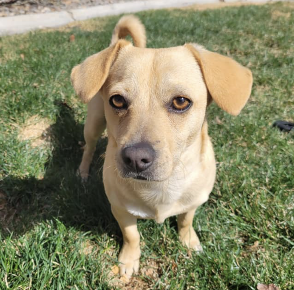 Pet Foster Series: Adult Dogs – The story of how I used my hardships to ...